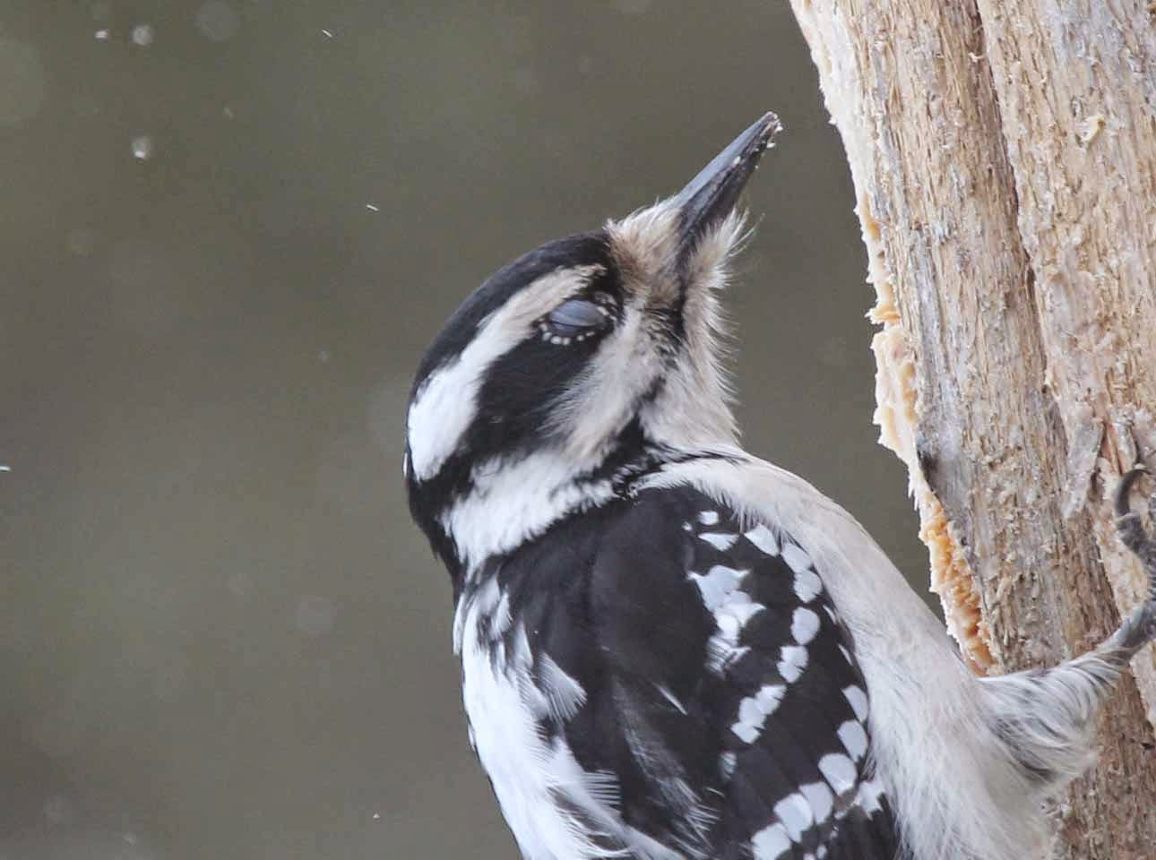 Les oiseaux de la région de La Pocatière, Québec: De la Perdrix grise ...