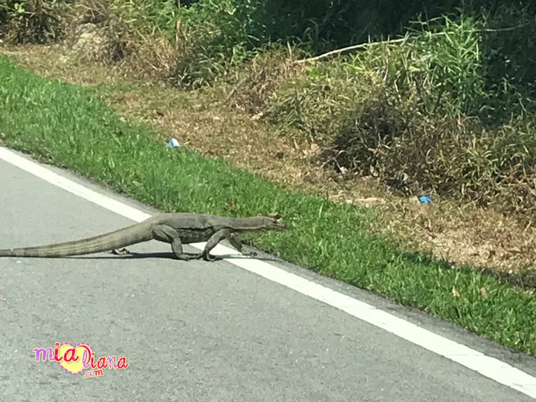 Biawak Di Tengah Jalan