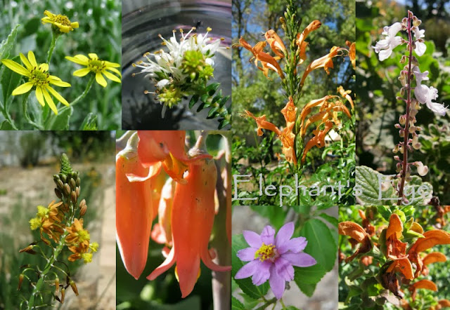 Mother Nature and bietou in our gardens