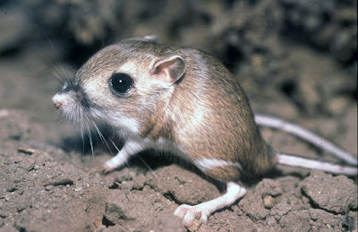 Giant Kangaroo Rat