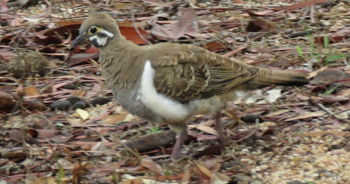 Bird & Travel Photos, Birding Sites, Bird Information: SQUATTER PIGEON ...