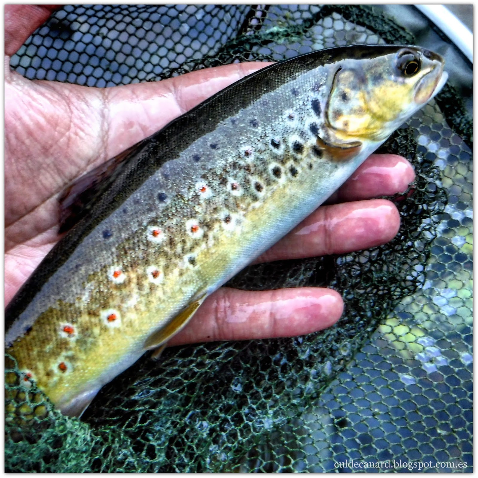 Río Carrión. Parte 1