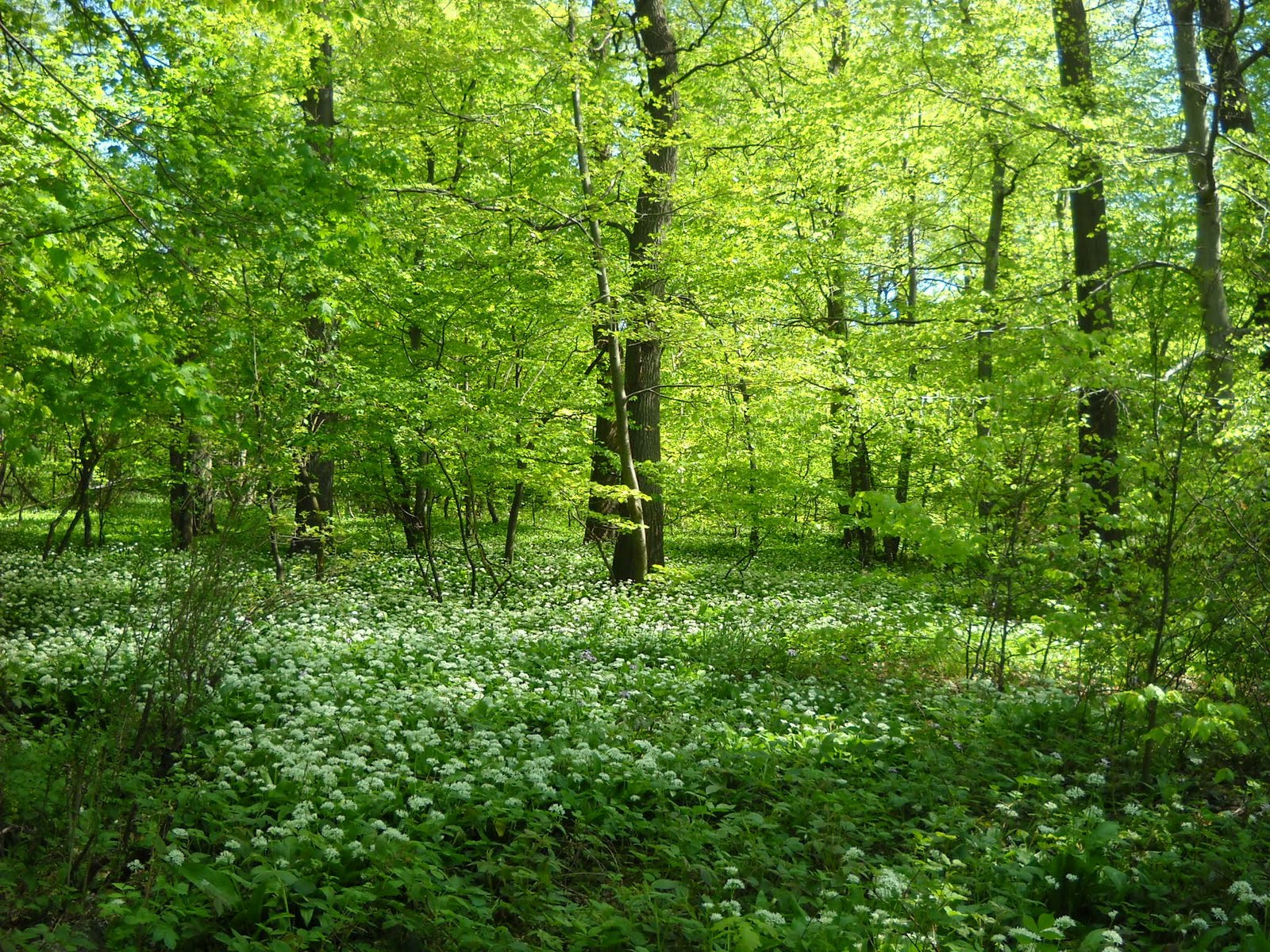 Rollingson Adventures *****: Spring in the Woods