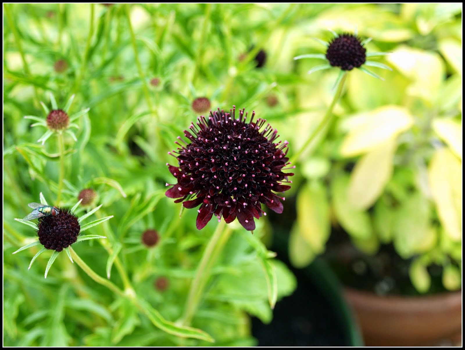 Mark's Veg Plot: Scabiosa Atropurpurea "Chile Black"