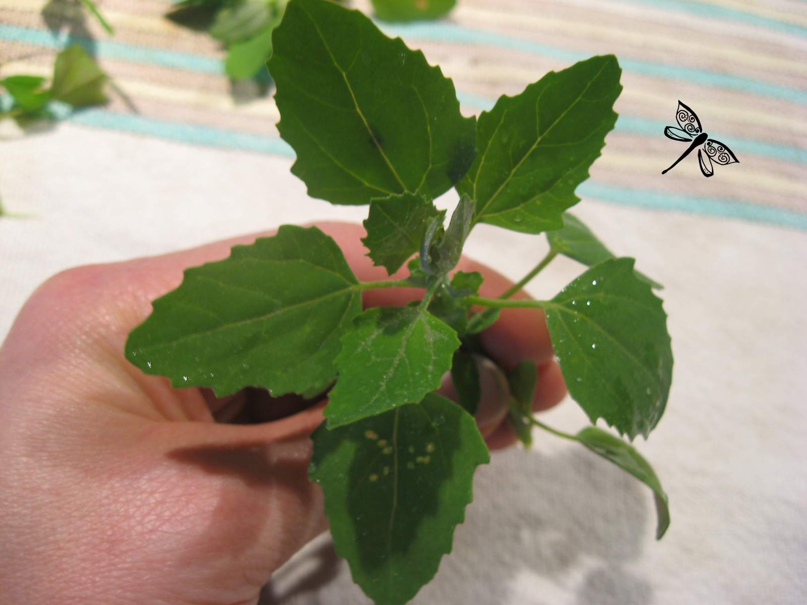 Libellule et ses spatules: Crumble au chou-gras