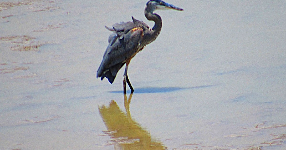 Like No Place On Earth: Silt Run Birds
