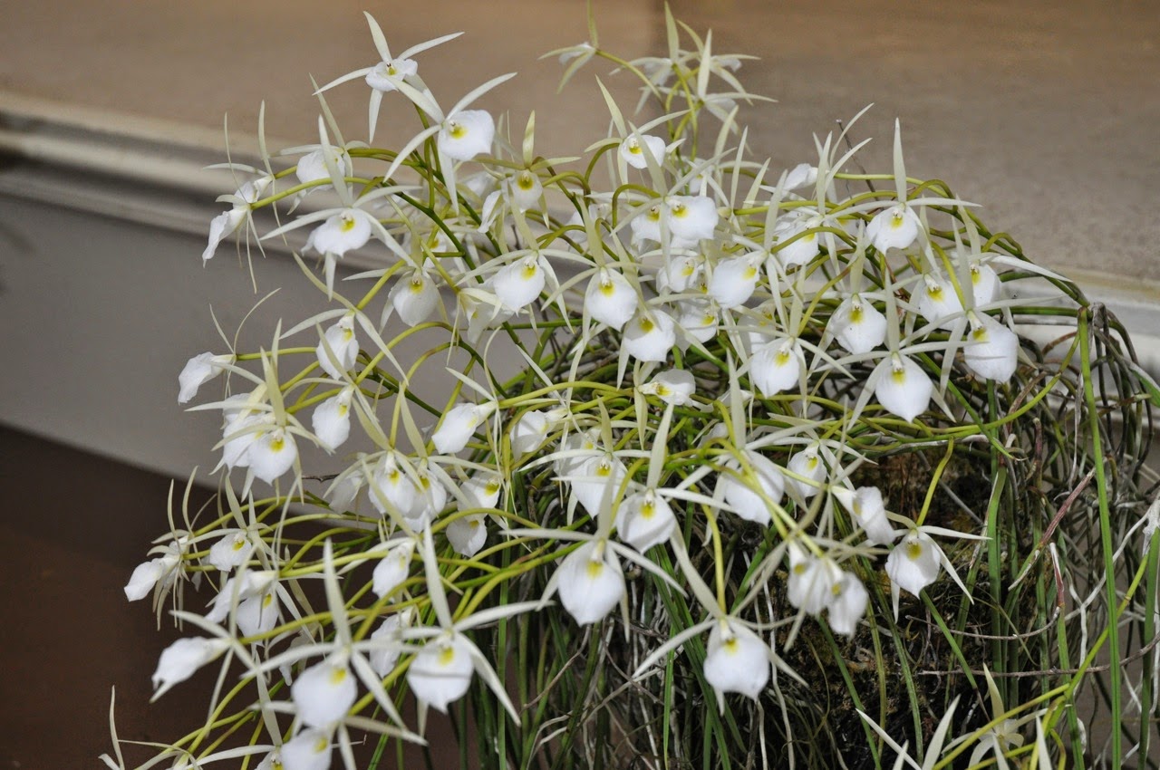 Orquídea Brassavola : El Mundo y sus Plantas