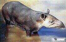 Animales en Peligro de Extincion en Honduras