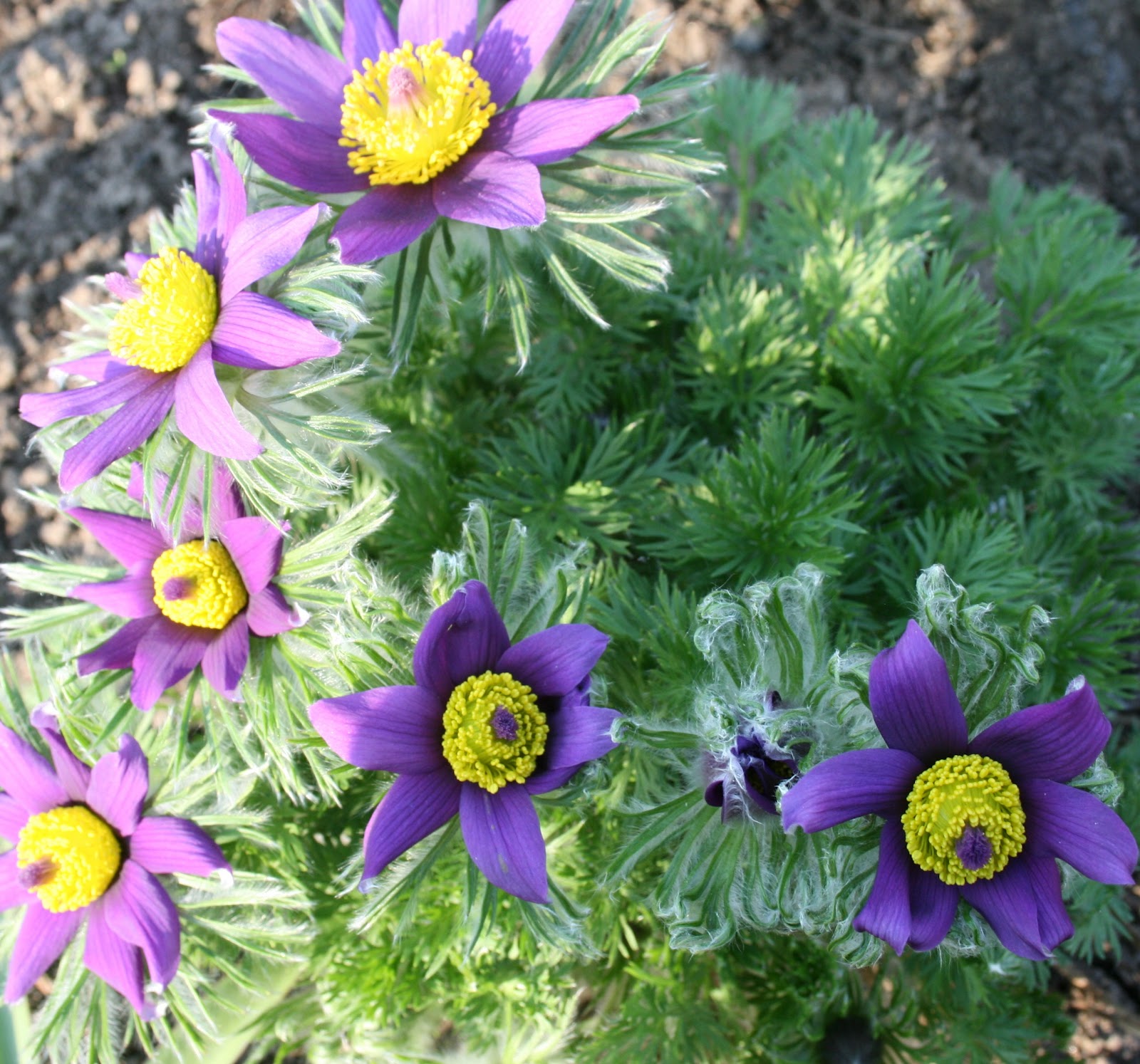 GARDEN STORIES: ŠILAGĖLĖS