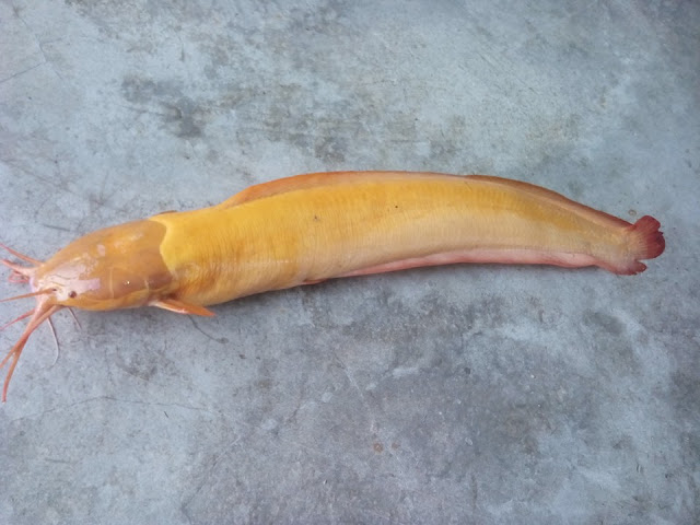 Lelaki Dakwa Berjaya Tangkap Ikan Keli Berwarna Keemasan Di Tasik Kenyir