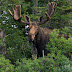 Daniel Berna Photography: Moose