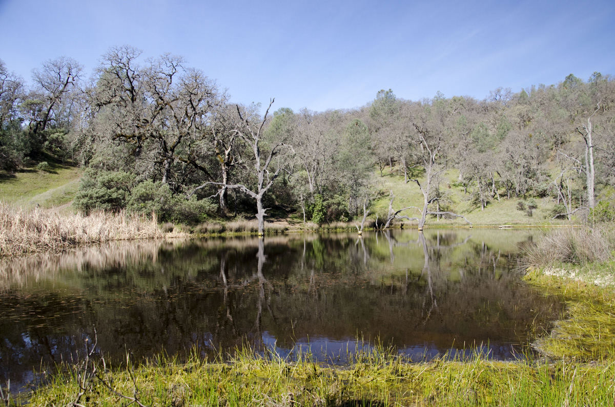 Henry W. Coe State Park, 3/24/13 ~ Portrails
