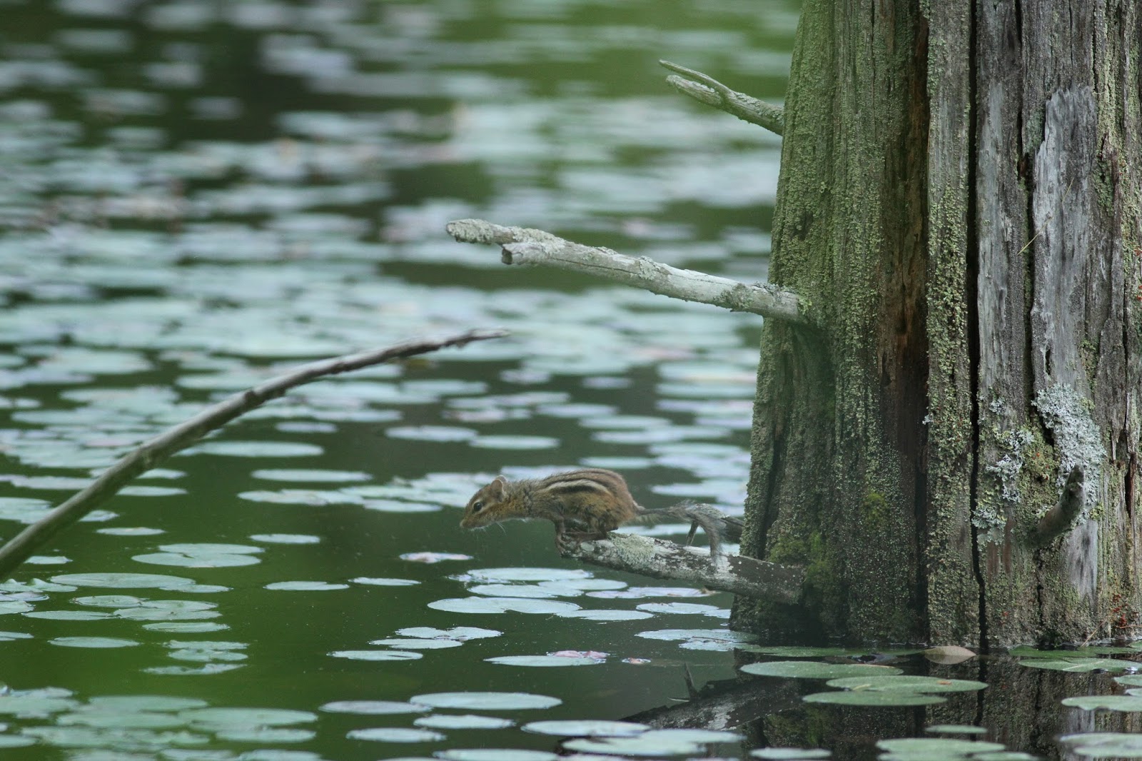 Ever See A Chipmunk Swim