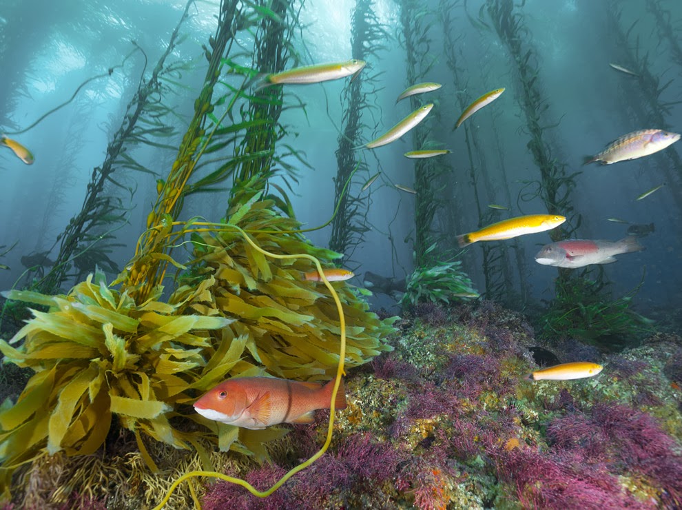 Un Mundo en Paz: Explorando el fondo del mar