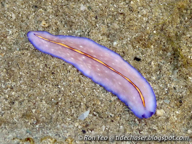 tHE tiDE cHAsER: Flatworms (Phylum Platyhelminthes) of Singapore