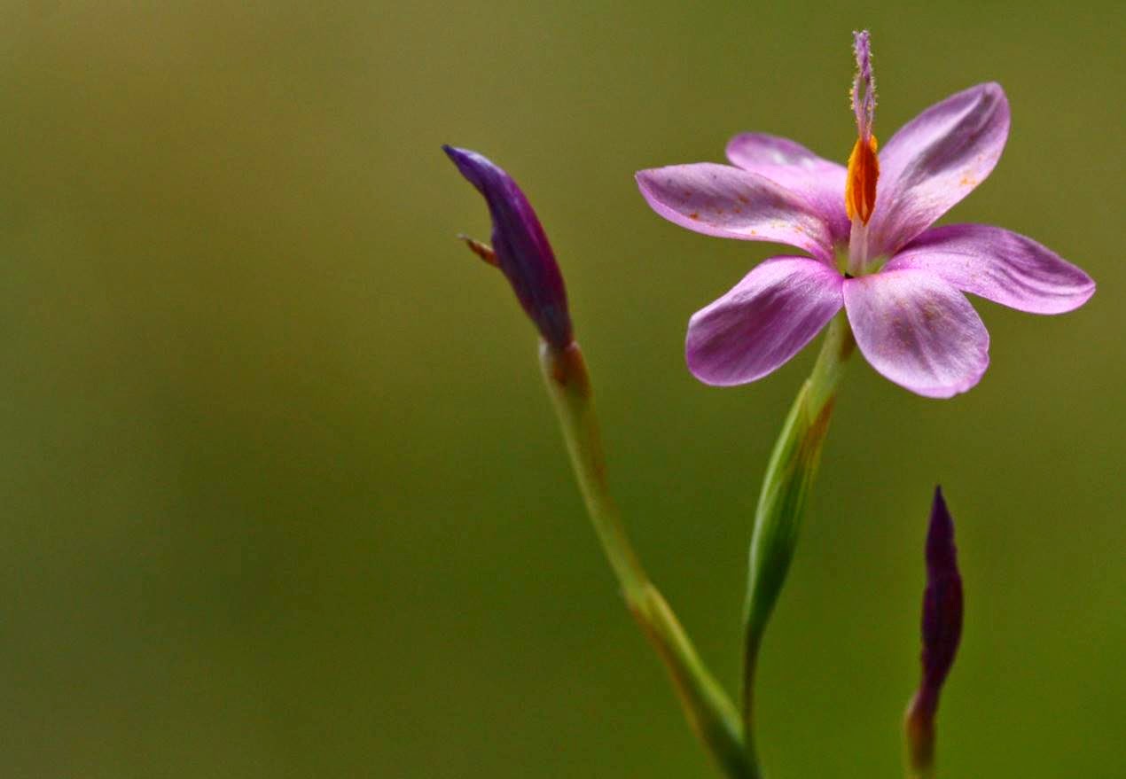 Overberg Lowlands Conservation Trust: Renosterveld – a Virgin’s Perspective