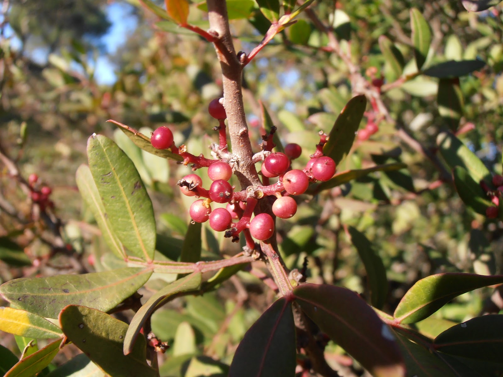 LENTISCO: Pistacia lentiscus | Plantas rioMoros