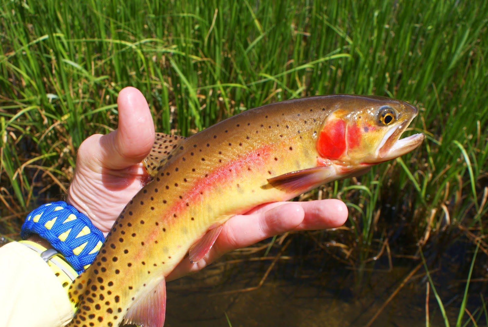 The Search for Native Salmonids
