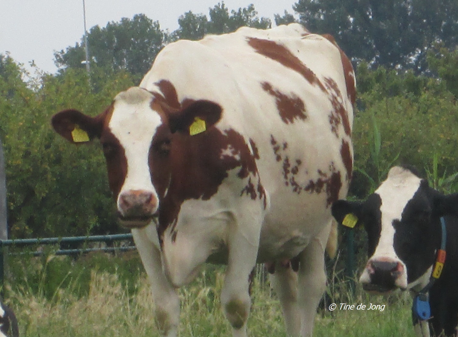 Het leven van een koe