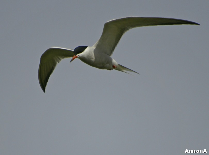 Birding for a Lark: Spring at the fish farm
