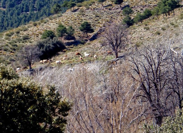 Fotografiando Cumbres: Salida: La lobosa