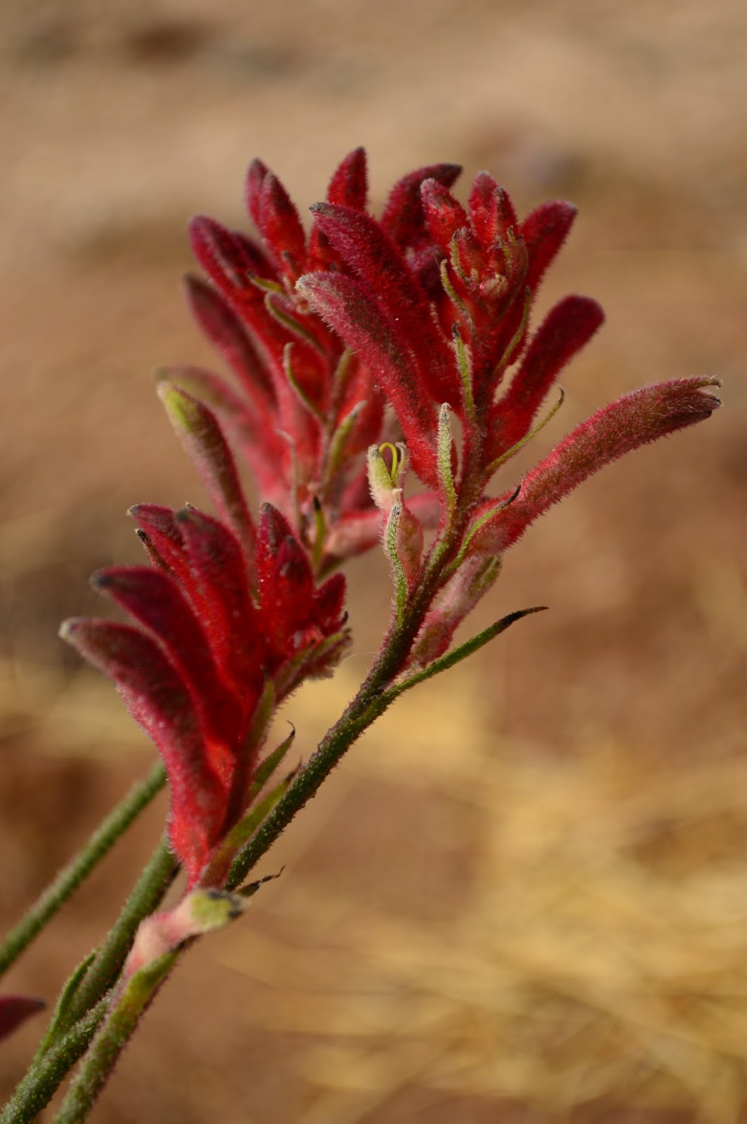 A Small, Sunny Garden: The Bush Ranger in the Boondocks