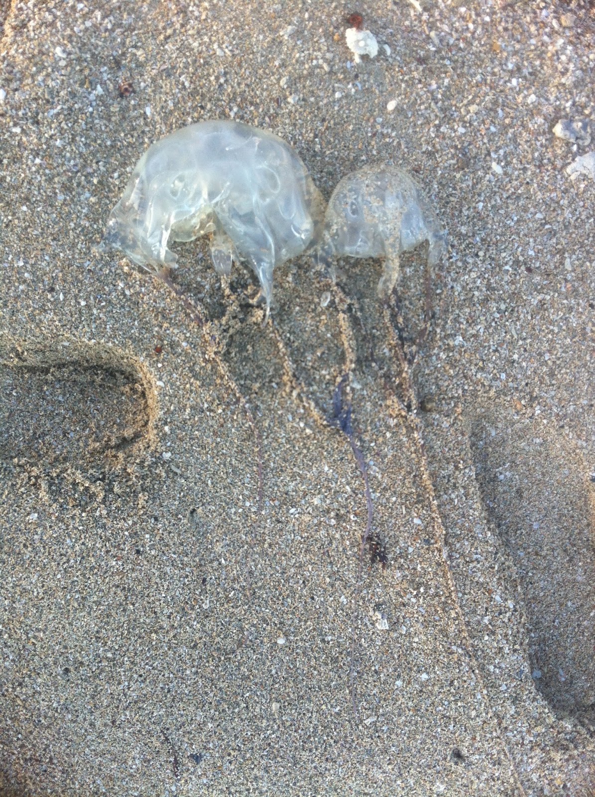 Mga Lakwacherang Doktora: Surviving Surima: Where to Stay and Places to ...