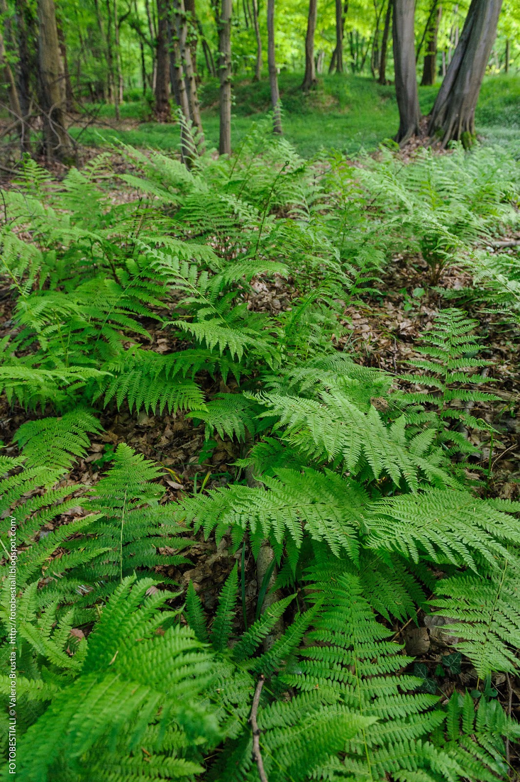 Fotobestiali: La Fagiana, il bosco di pianura del Parco del Ticino