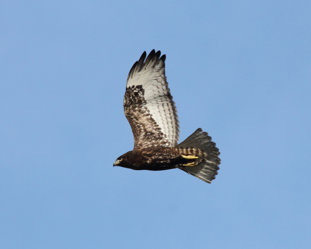The Nomadic Naturalist: Dark morph Red-tailed Hawk in Ontario