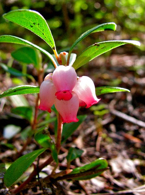 Methow Valley Herbs: Photo Friday - Uva Ursi