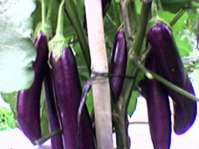 BUDIDAYA TANAMAN PERTANIAN: Cara Lengkap Budidaya Terong