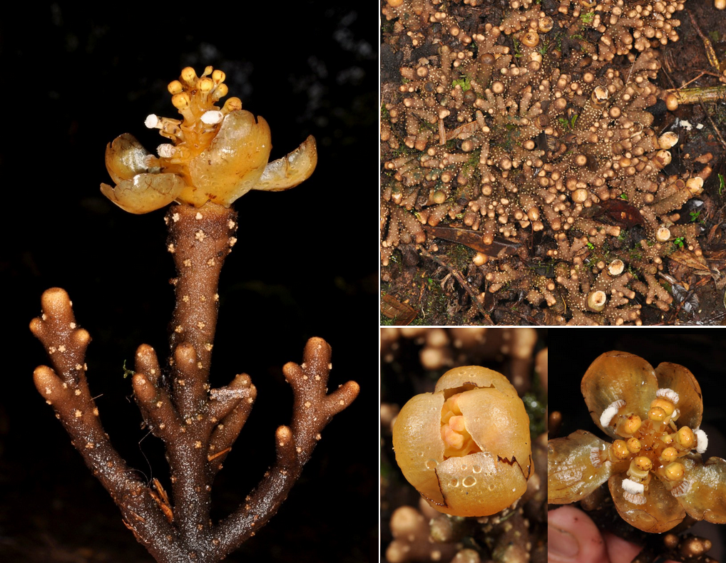 Species New to Science: [Botany • 2014] Balanophora coralliformis • A ...