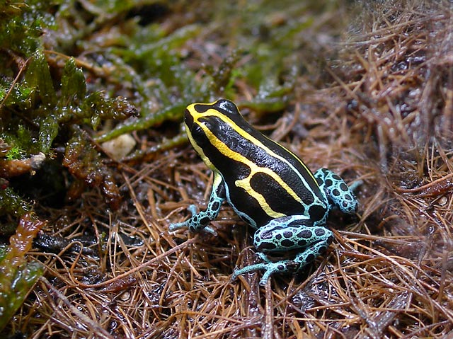 Kaloula: Iniciación a las dendrobates, por Gaua