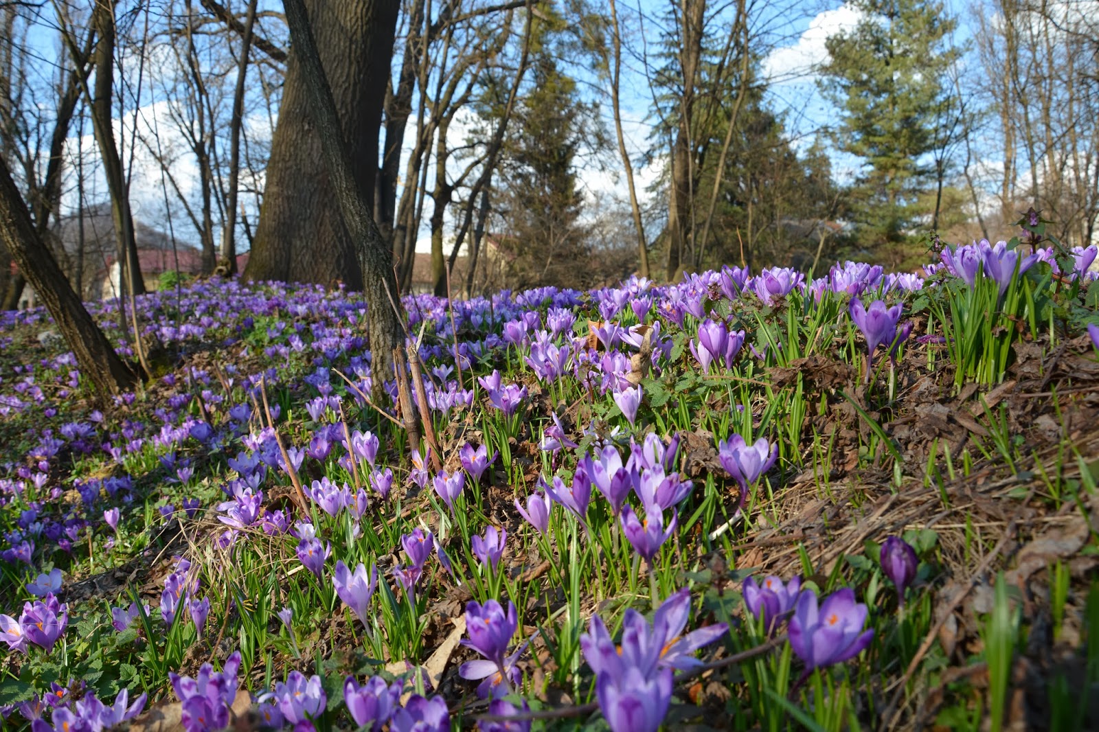 TUDOR PHOTO BLOG: Flori de Primavara la Baia Mare,Spring Flowers at ...