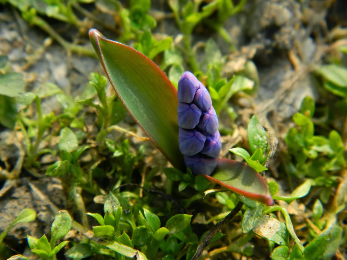 LA MULTI ANI, ROMANIA!: Vestitorii primaverii: viorele