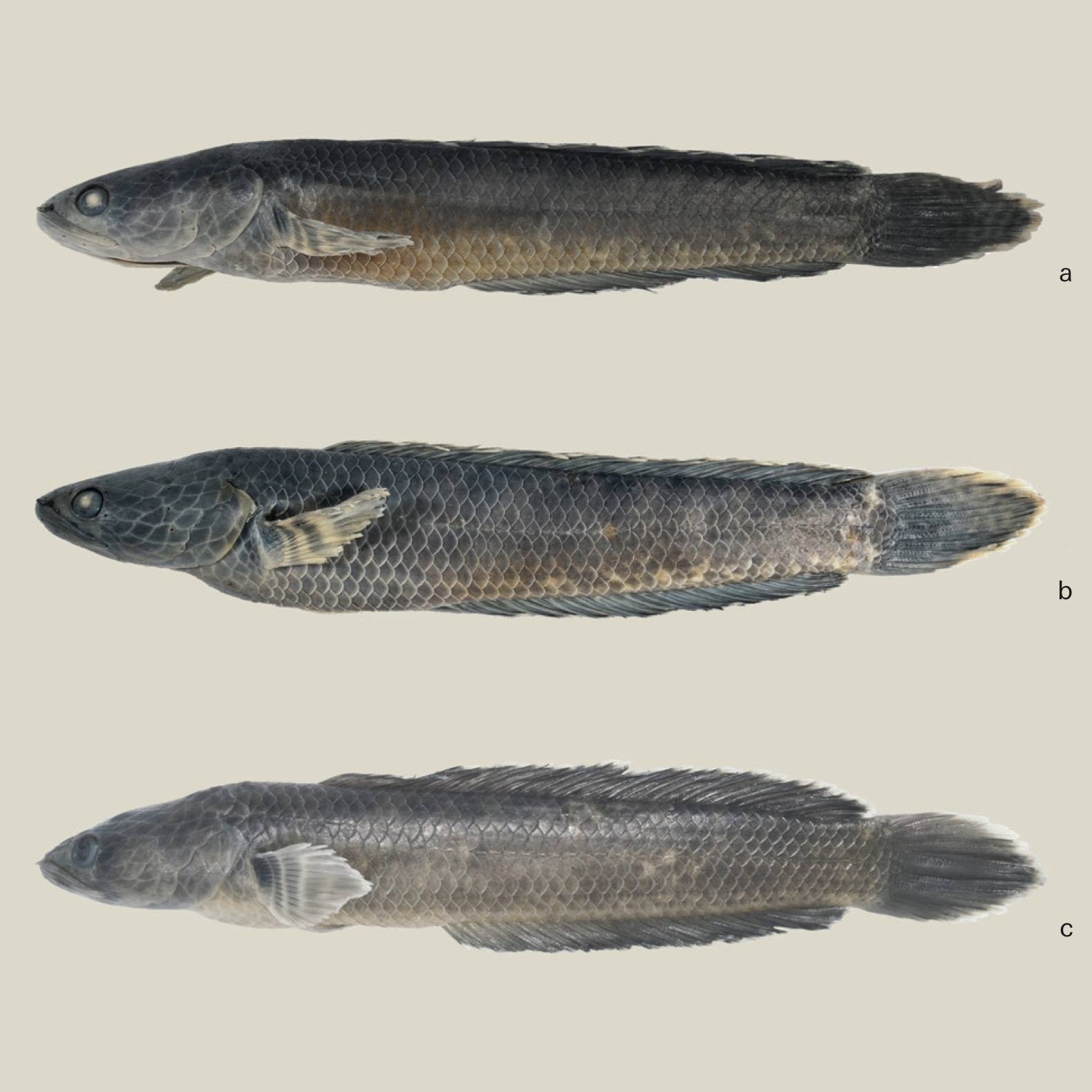 Channa Striatus
