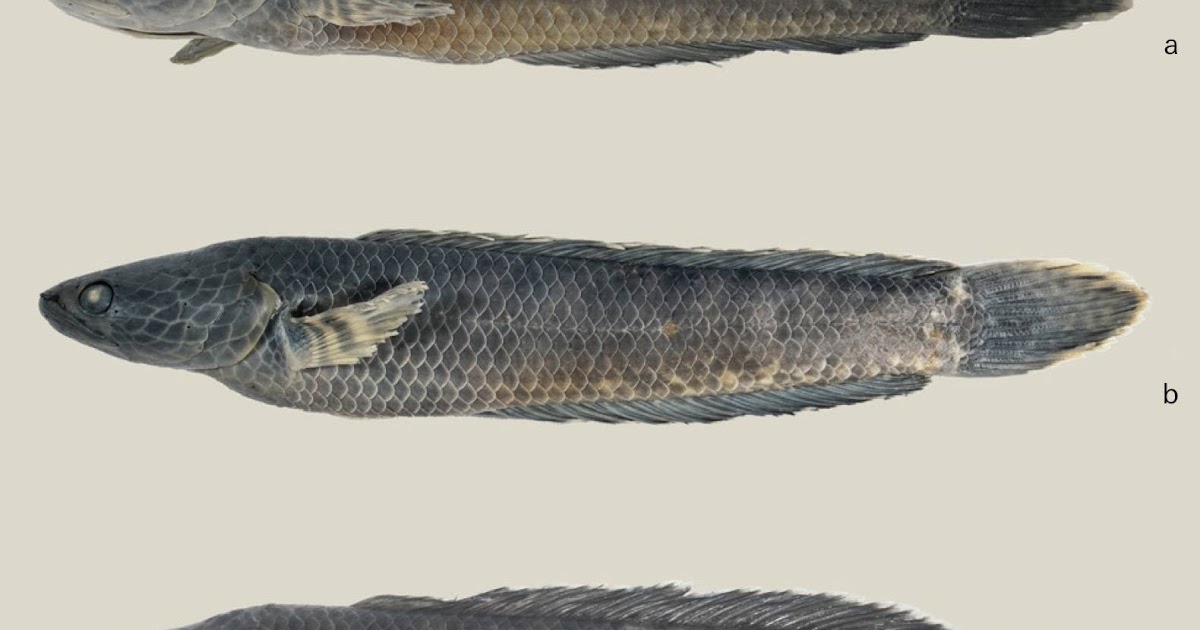 Species New to Science: [Ichthyology • 2017] Channa shingon • A New ...