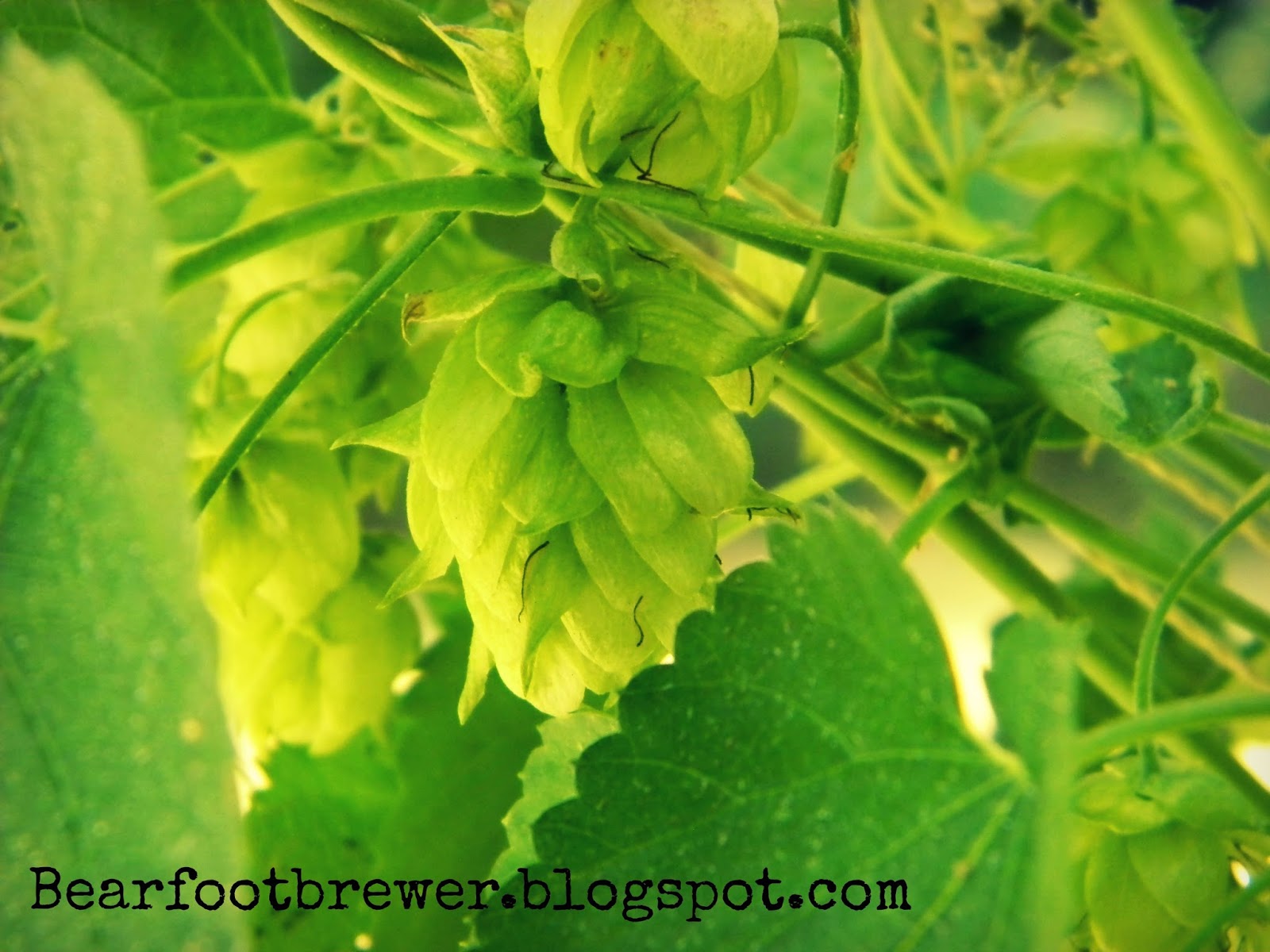BearFootBrewer: Back yard Hops - Pictures of the day-