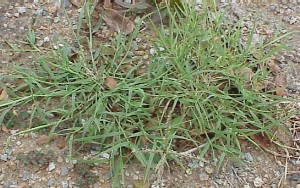 Images of Lord Ganesha: Durva Grass