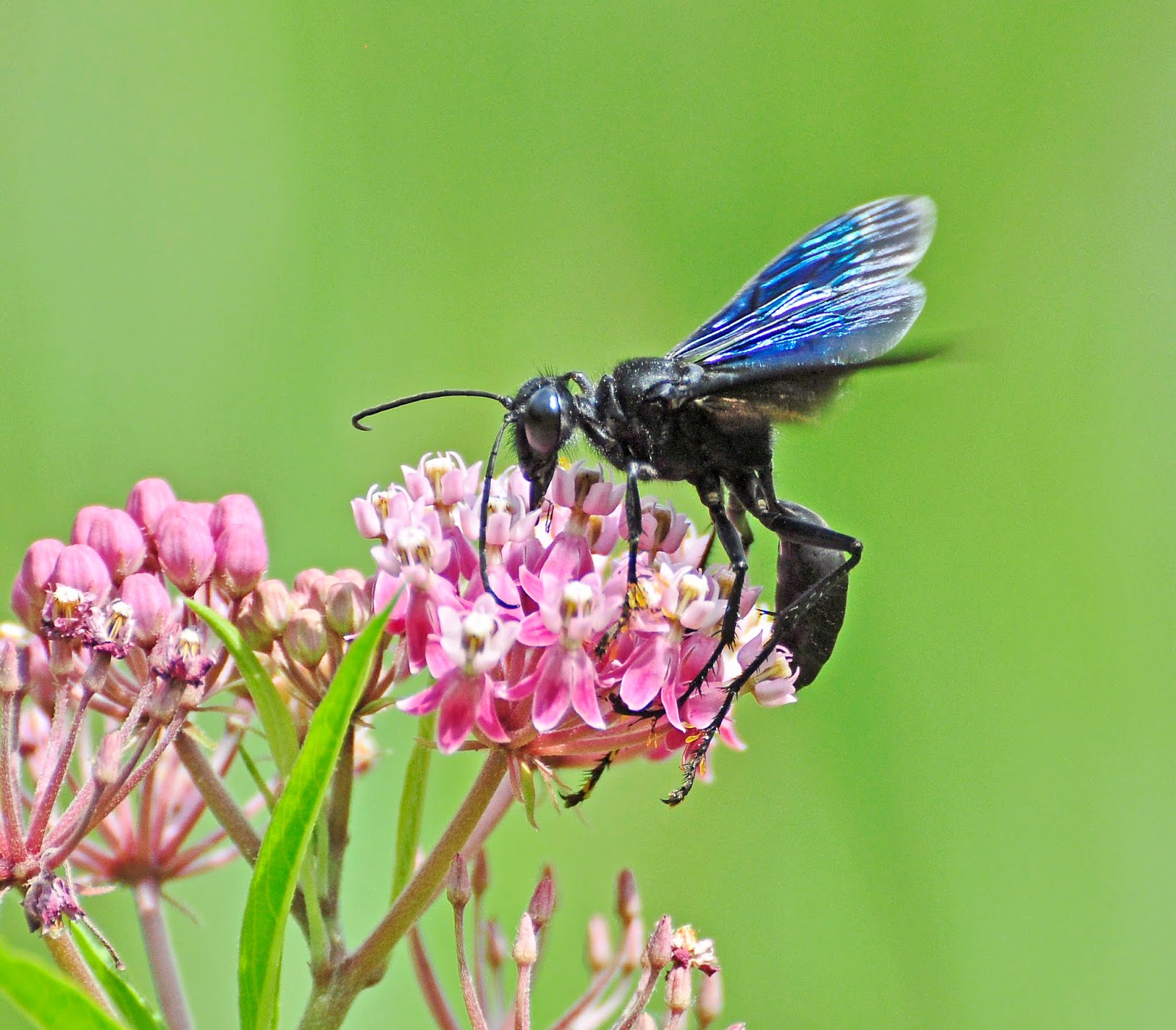 Variety of Life: Sphex