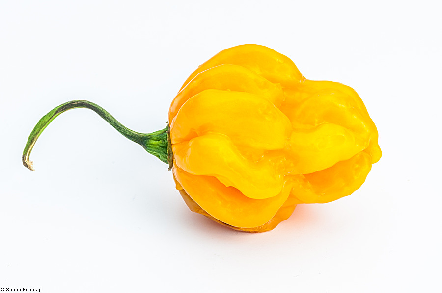 Jamaican Yellow Scotch Bonnet - Chili Peppers