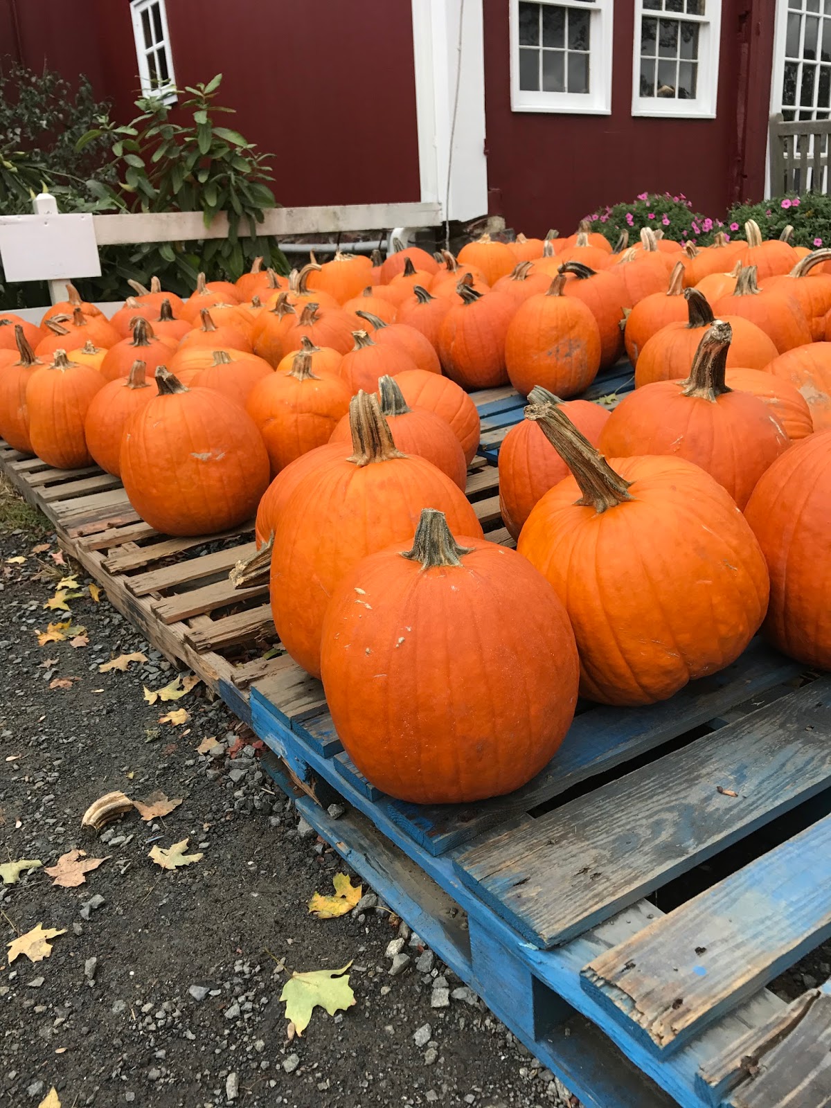 Travel - New England Part One, Princeton NJ and the Pumpkin Patch ...
