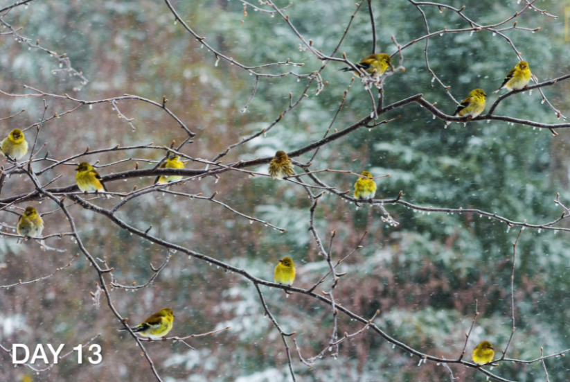 bensozia: Jim Brandenburg, 93 Days of Spring