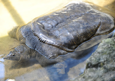 Cara Budidaya Labi- Labi Bagi Pemula Agar Menghasilkan