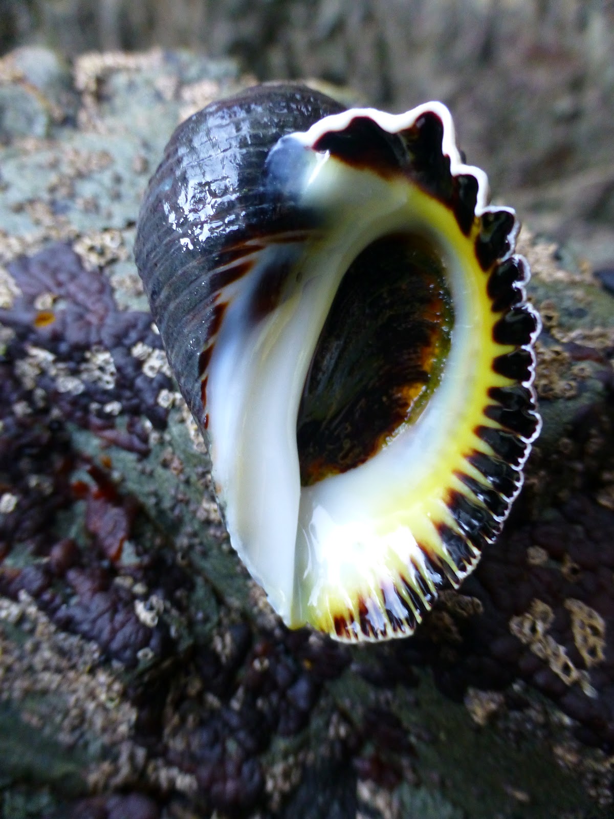 Rah Rah Radula!: Walkabout Missive #3 OR Falling Off the Face of Middle ...