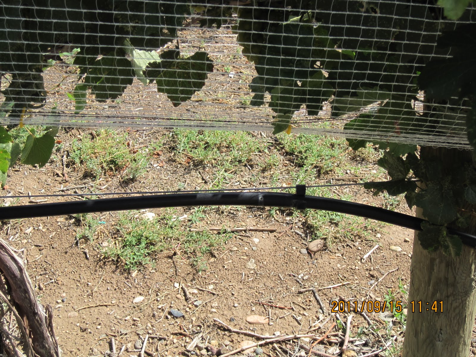 Swift's Gardening Blog - Swift Horticultural Enterprises, LLC: You can ...