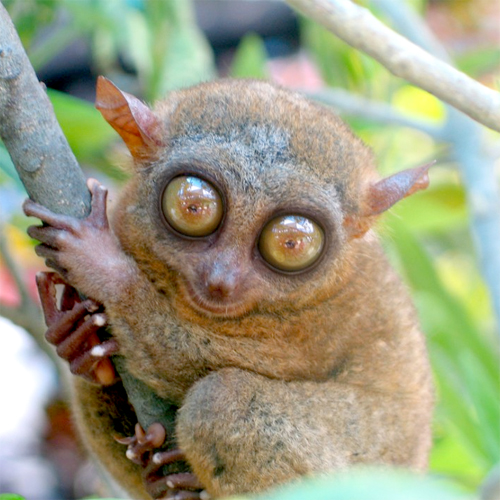 Cryptomundo » A 55-Million-Year-Old Monkey with a Human Face and Feet