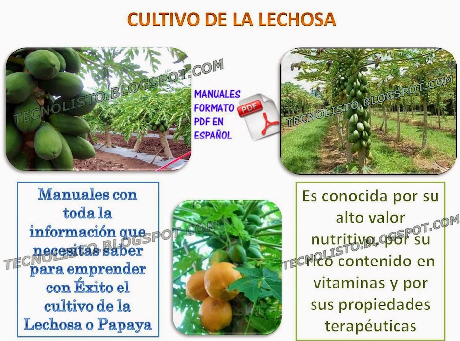 Planos De Cultivo En Lechos Elevados