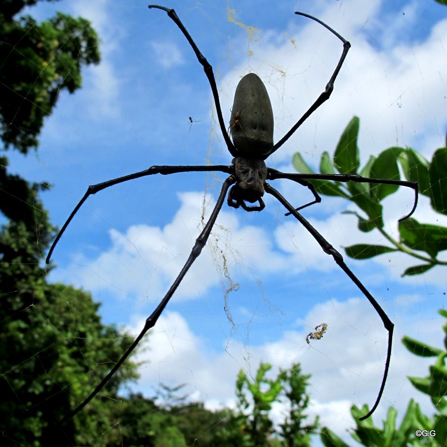 Nature Wonders Gershonized: More New Guinea insects זחלים עכבישים ...