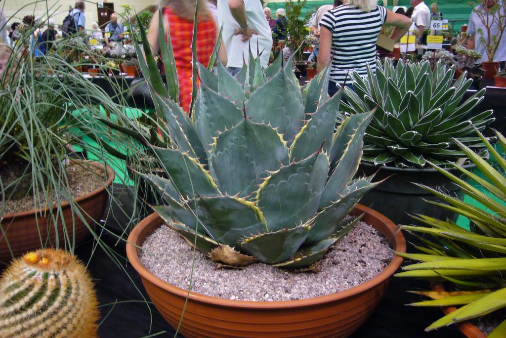 Spiky obsession: British Cactus & Succulent Society National show.